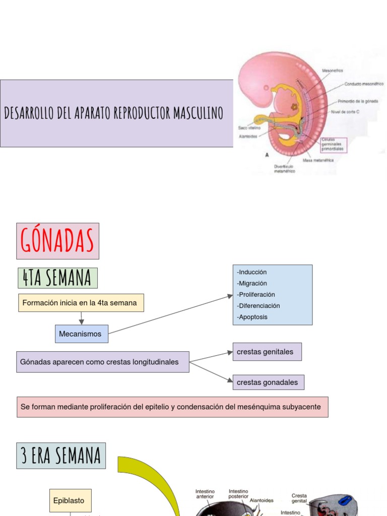 EMBRIOLOGÍA | Testículo | Procesos biologicos