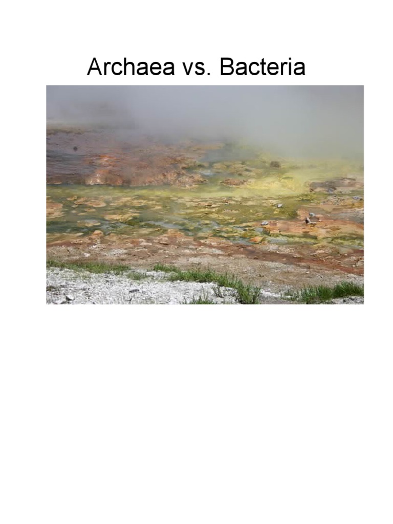 Archaea VS Bacteria | PDF | Archaea | Bacteria