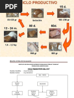 Ciclo de Vida de La Vaca | PDF | Vacas | Leche
