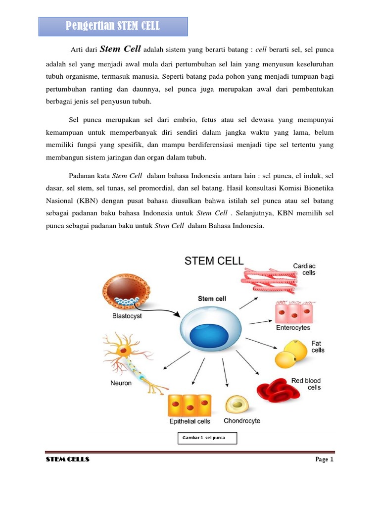 Stem Cell | PDF