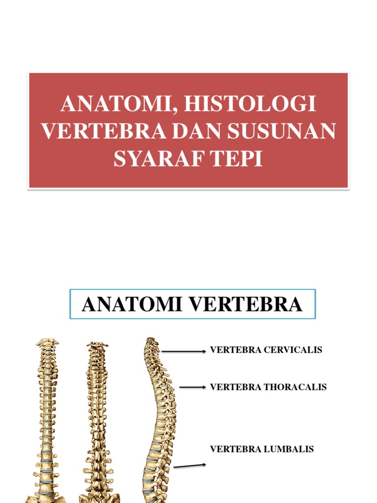 Anatomi, Histologi Vertebra Dan Susunan Syaraf Tepi | PDF | Sains ...