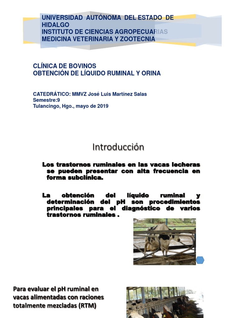 Evaluacion de Liquido Ruminal y Orina JLSALAS | Vacas | Naturaleza