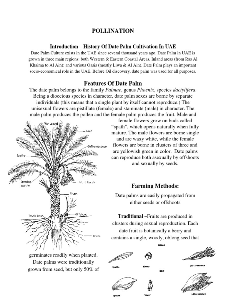 Date Palm Pollination and Cultivation | PDF | Pollination | Arecaceae