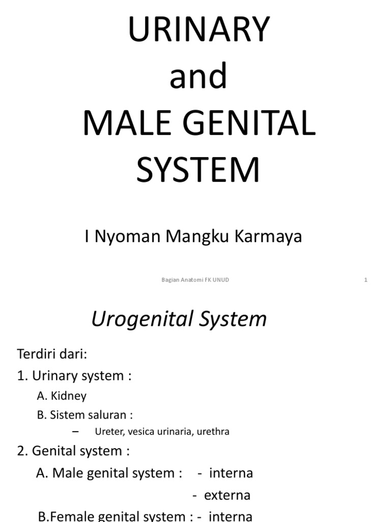 Anatomy Urinary and Male Genital System | PDF | Urinary System | Semen