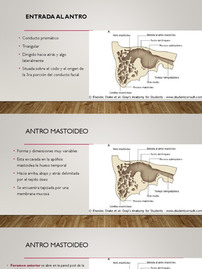 Descripción anatómica del antro mastoideo y sus características | PDF