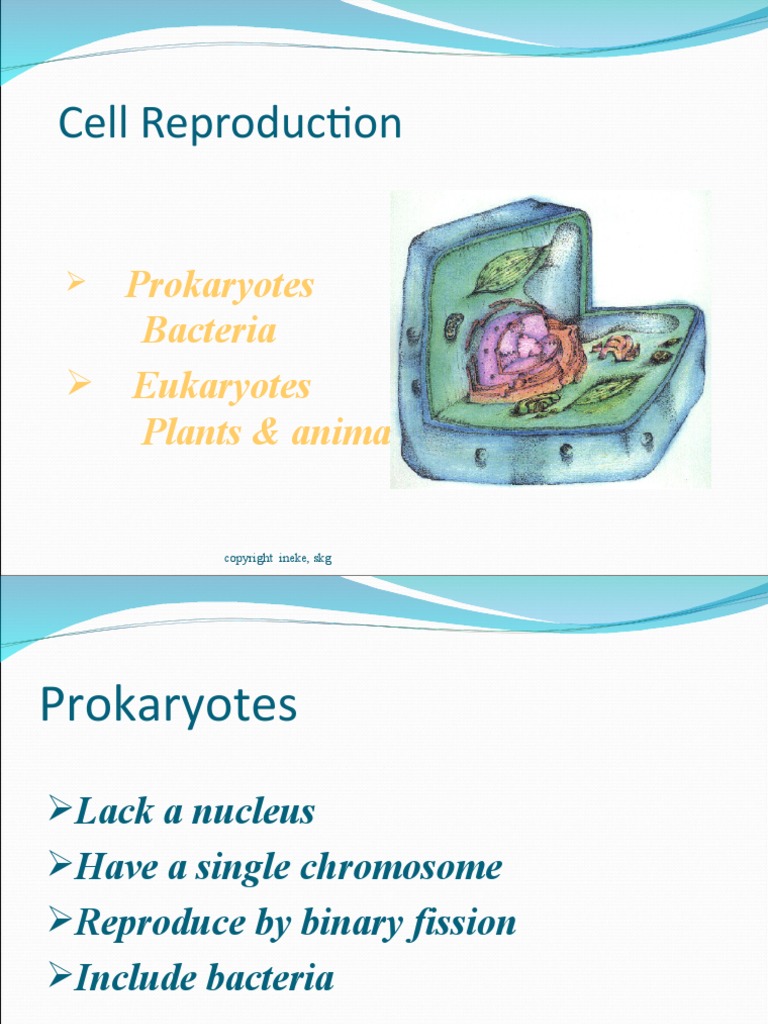 Cell Reproduction
