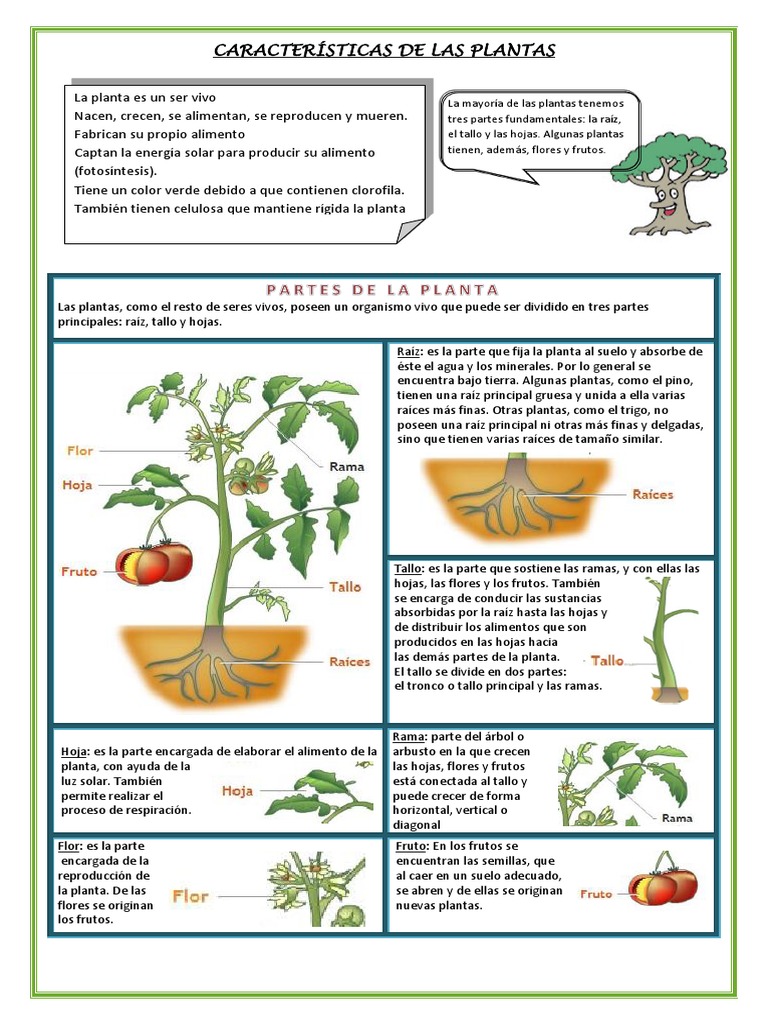 Ficha de Plantas PDF | PDF | Raíz | Plantas