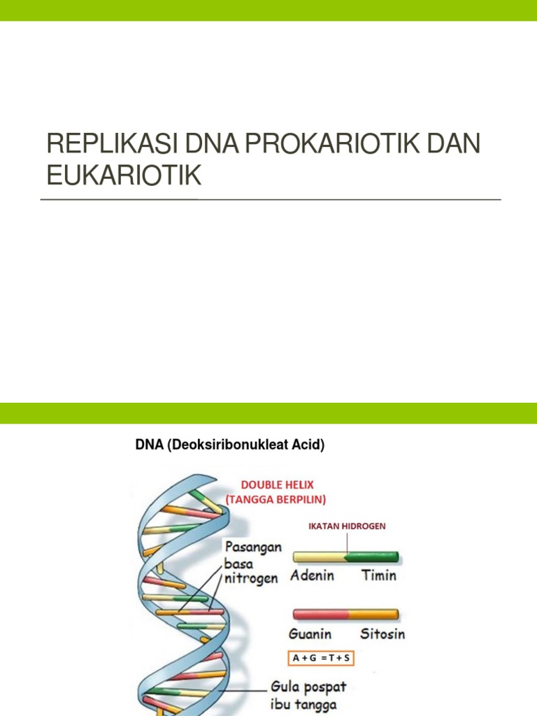 Replikasi DNA Prokariotik Dan Eukariotik | PDF