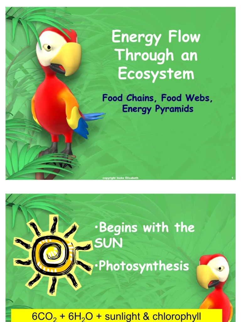Energy Flow Through An Ecosystem: Food Chains, Food Webs, Food Chains ...