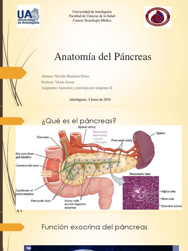 Anatomia Del Pancreas | PDF | Páncreas | Diabetes mellitus