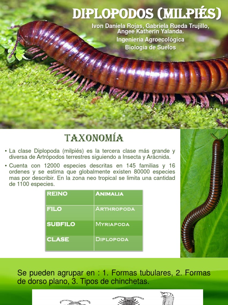 Diplopodos: milpiés descomponedores del suelo | PDF | Suelo | Organismos