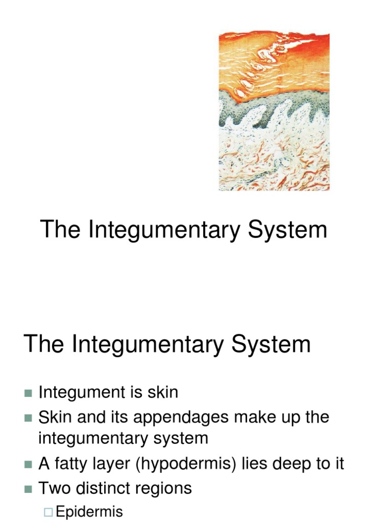 The Integumentary System | PDF | Integumentary System | Skin