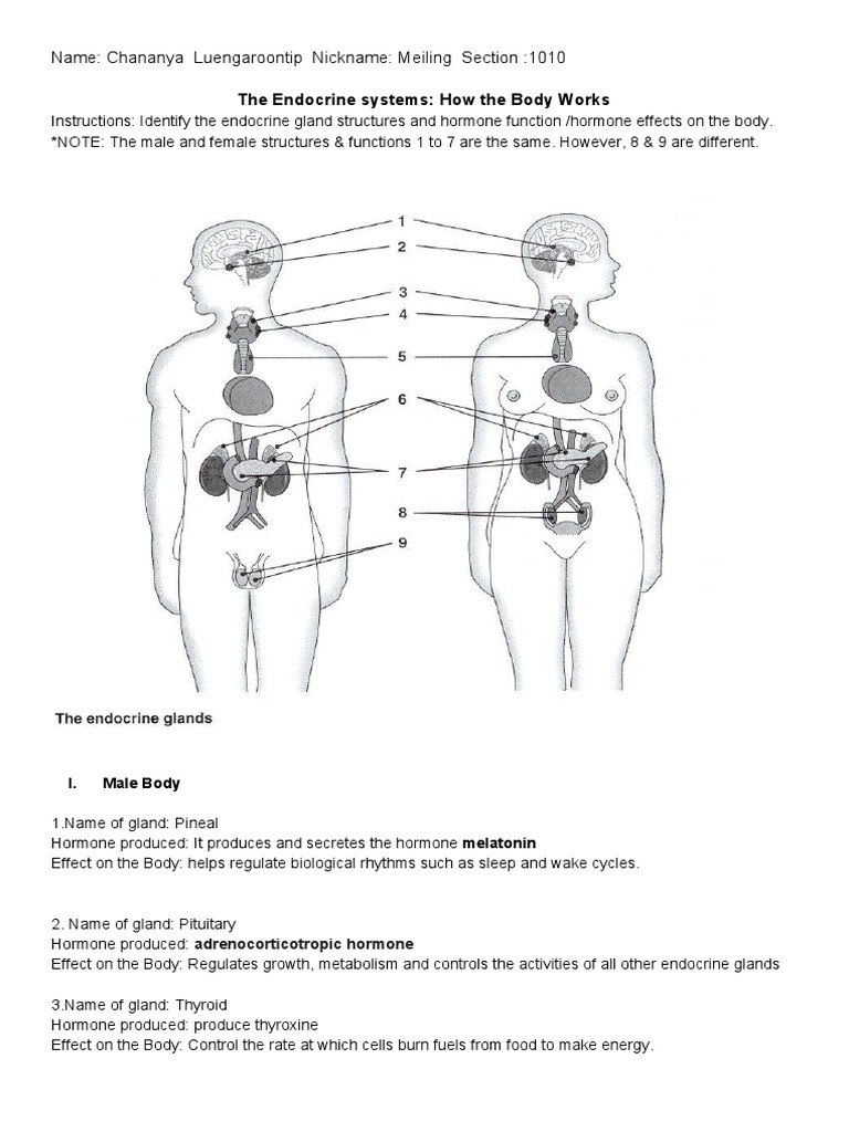 The Endocrine Systems How The Body Works | PDF | Hormone | Endocrine System