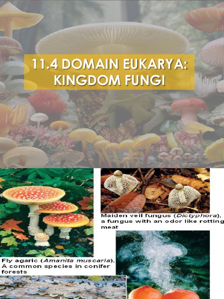 Domain Eukarya (Kingdom Fungi) | PDF | Fungus | Organisms