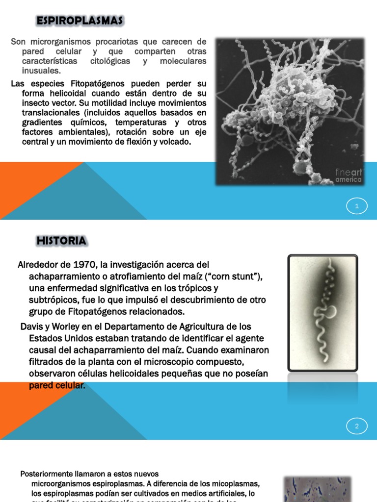 Características de Spiroplasma citri | PDF | Insectos | Microorganismo