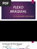 Laminación de Rexed | PDF | Médula espinal | Cerebelo