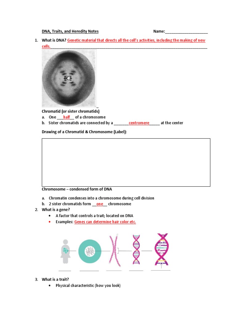 Understanding DNA, Traits, and Heredity | PDF | Wellness