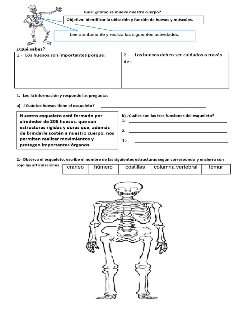 Hoja De Trabajo Sobre La Estructura De Los Huesos Esqueleto Humano