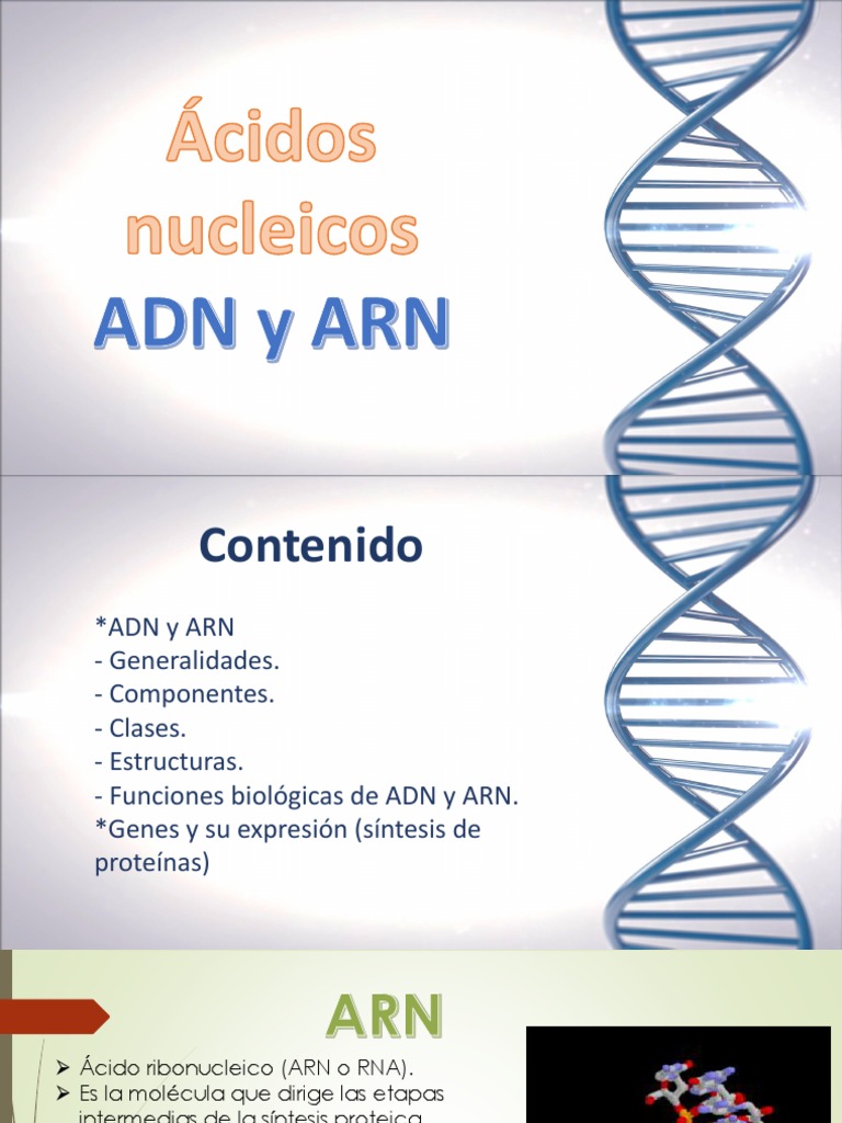 ADN y ARN | PDF | Rna | Adn