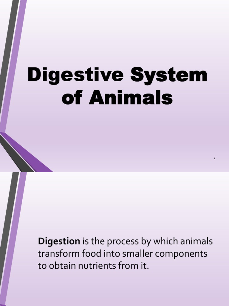 Types of Animal Digestive Systems | PDF | Ruminant | Digestion