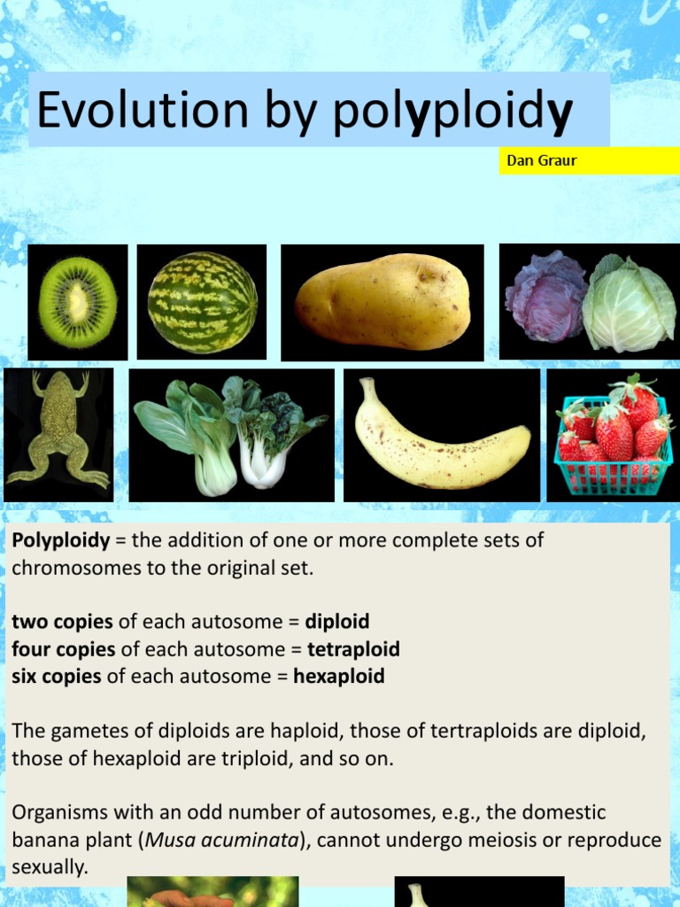 Evolution by Polyploidy: Dan Graur | PDF | Ploidy | Gene Duplication