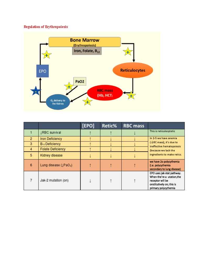 Folate and B12 Mechanism | PDF | Anemia | Red Blood Cell