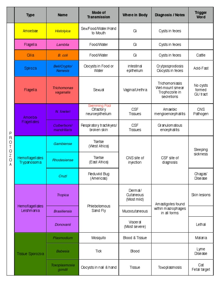 Bugs Chart Simplified | PDF | Medical Specialties | Diseases And Disorders