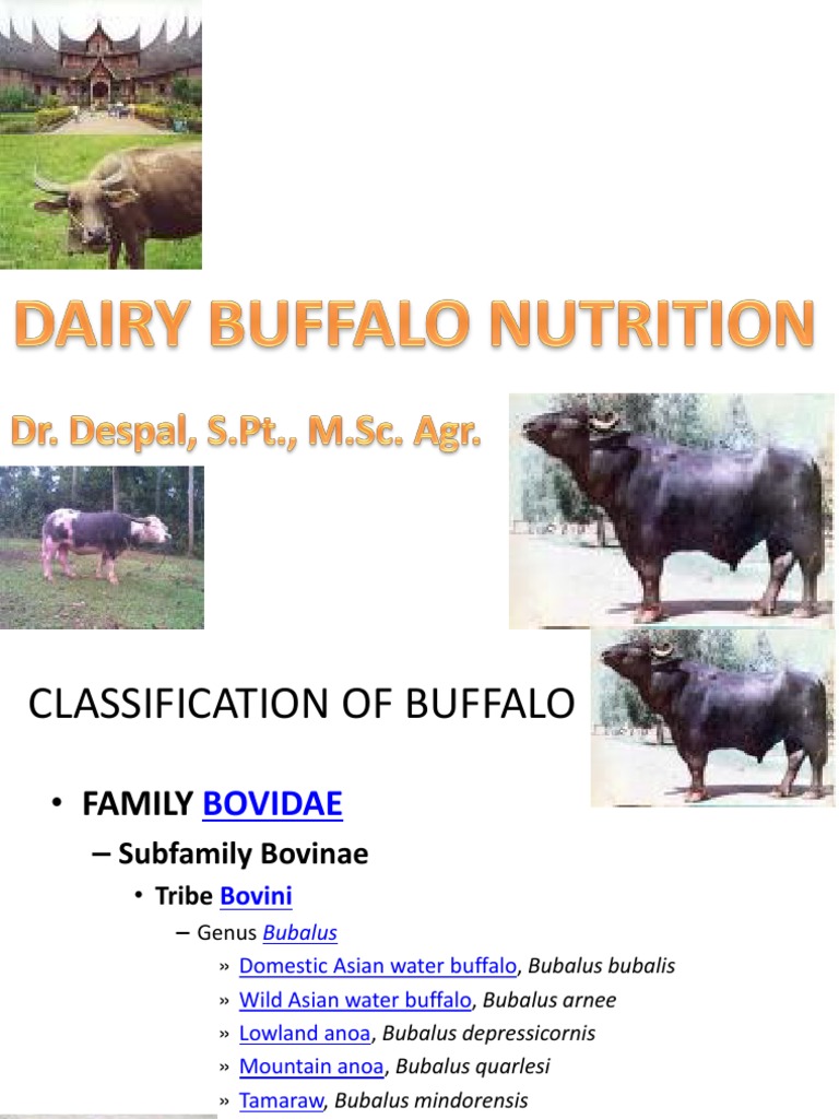 Classification and Production Characteristics of Asian Water Buffalo ...