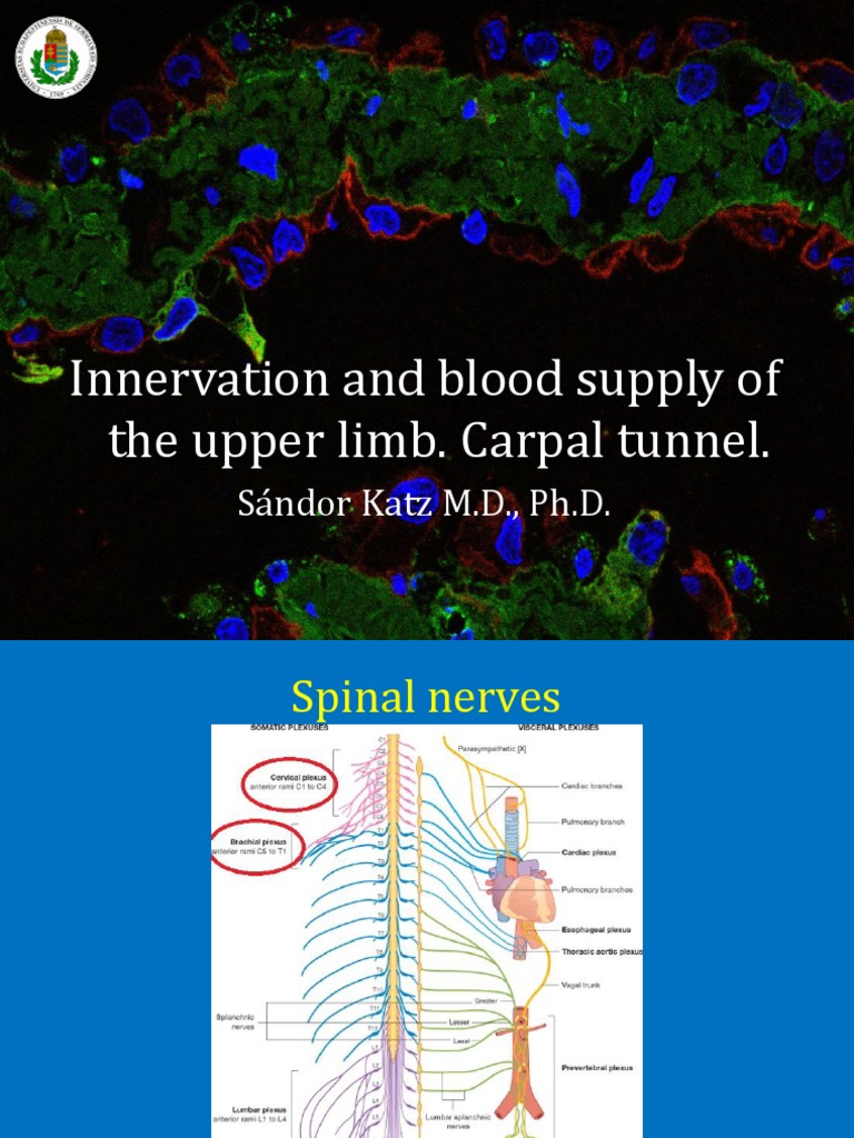 Eng Blood Supply and Innervation o | PDF | Arm | Nervous System