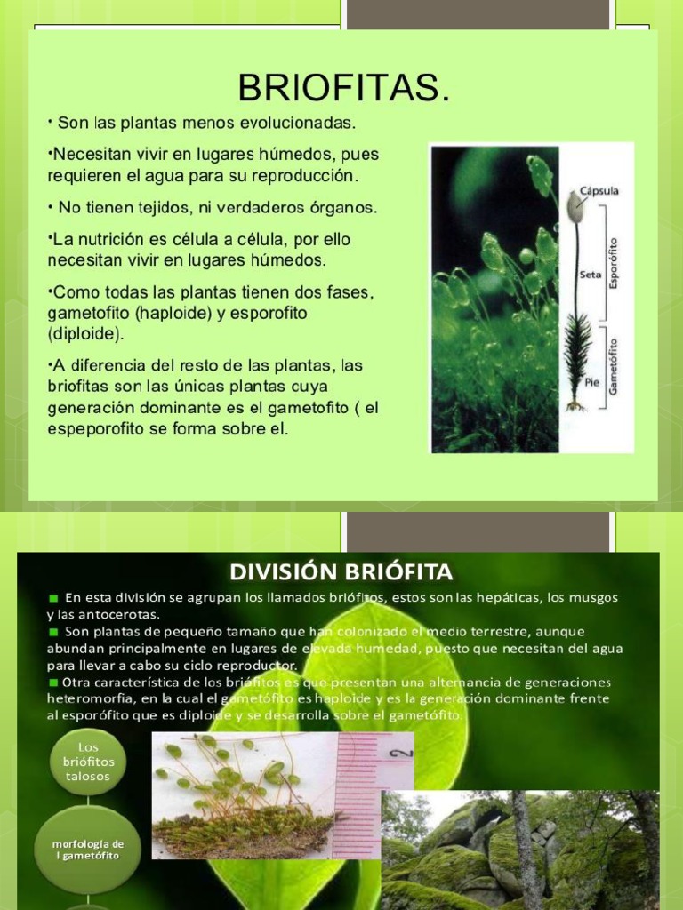 Tipos y Características de Briófitos | PDF | Ciencia y matemáticas