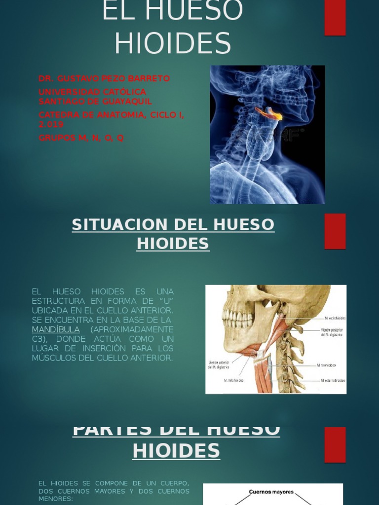 El Hueso Hioides | PDF | Sistema musculoesquelético | Anatomía humana