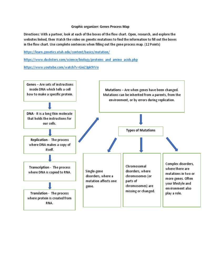 Slice 3 Graphic Organizer | PDF | Gene | Mutation