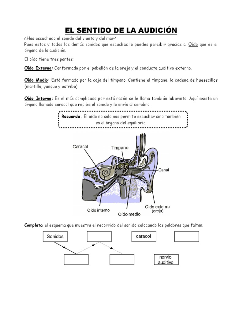 Modulo El Sentido de La Audicion | PDF | Oído | Órgano (anatomía)