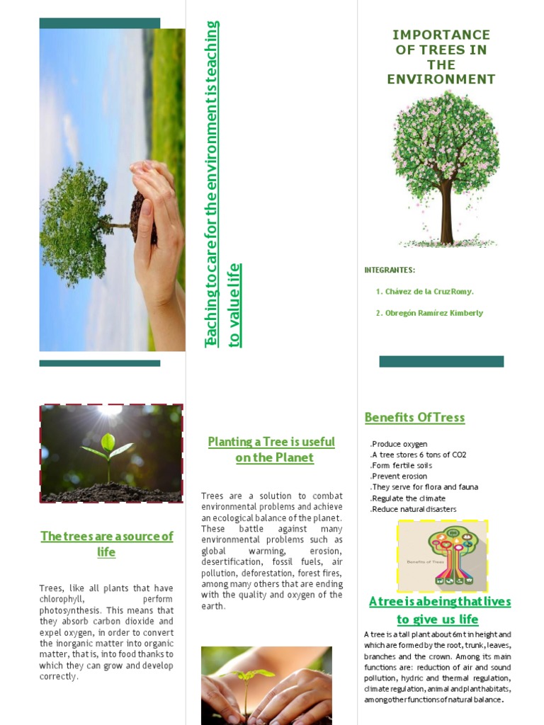 Tríptico Inglés | PDF | Trees | Plants