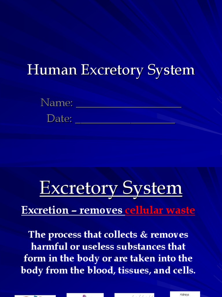 Overview of Human Excretory System | PDF | Excretion | Kidney