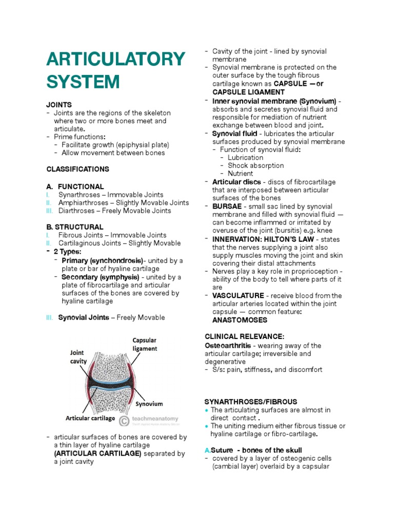 Articulatory System: I. II. Iii | PDF | Anatomical Terms Of Motion | Joint