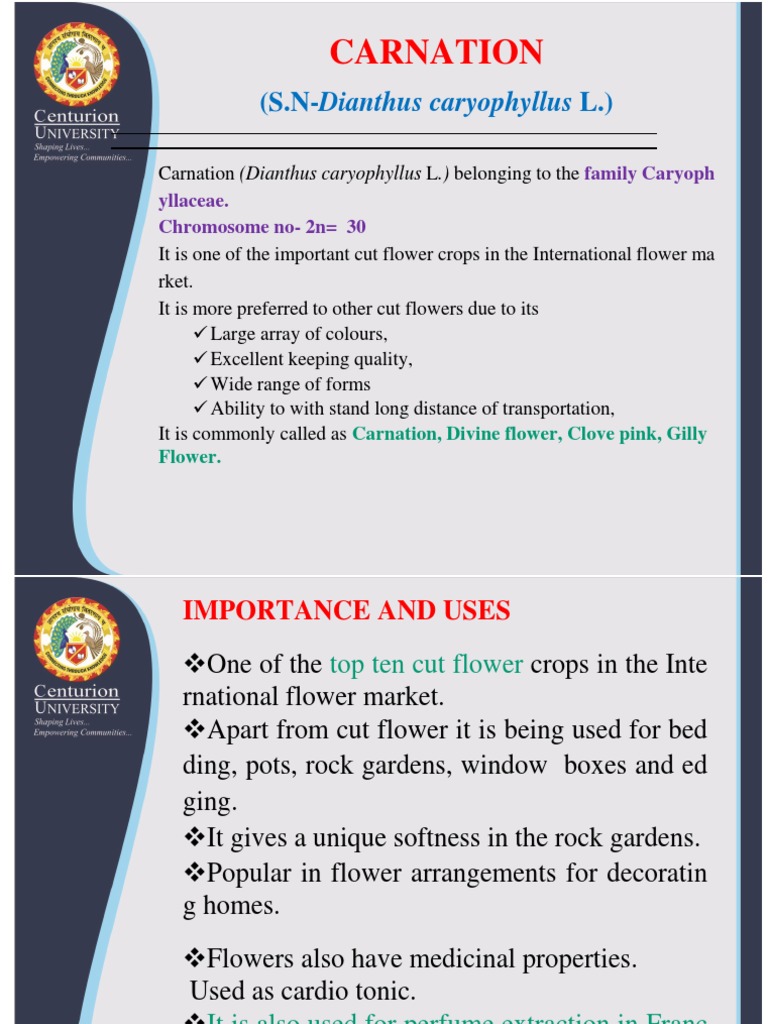 Carnation | PDF | Botany | Horticulture And Gardening
