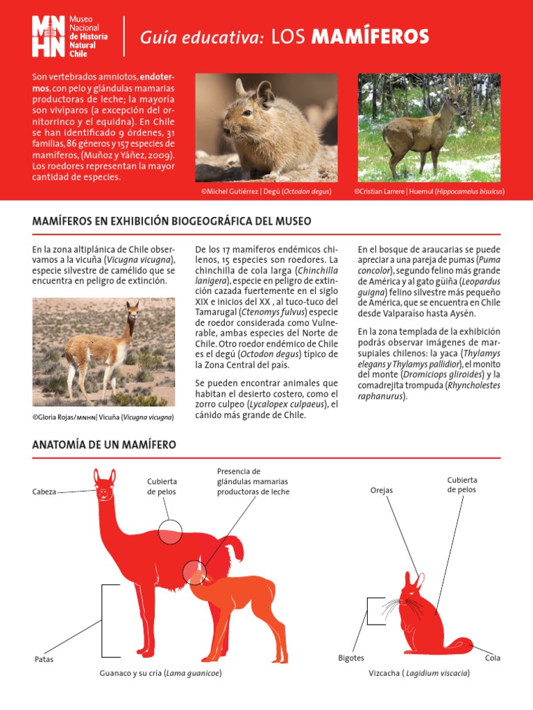 zoología - mamíferos - taxonomía.pdf | Mamíferos | Puma
