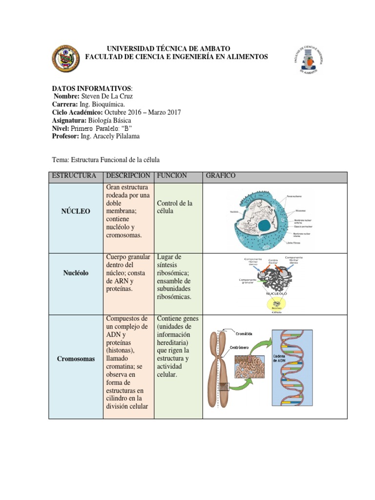 Estructura de La Celula | PDF | Citoplasma | Nucleo celular