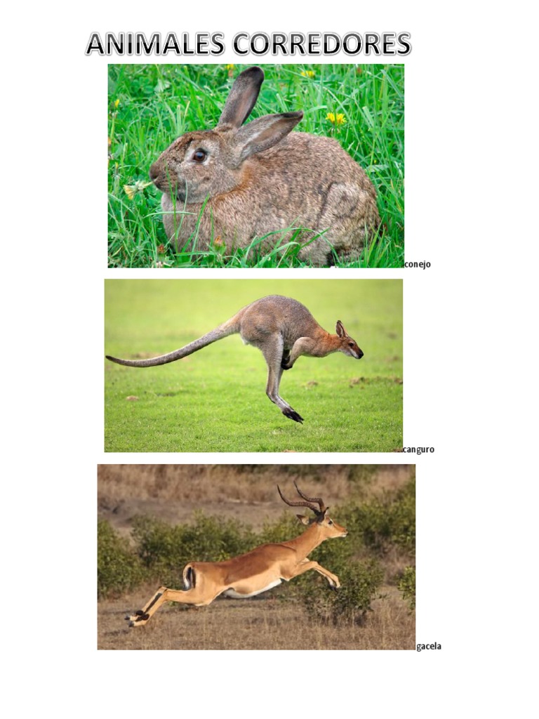 Animales Que Saltan | PDF