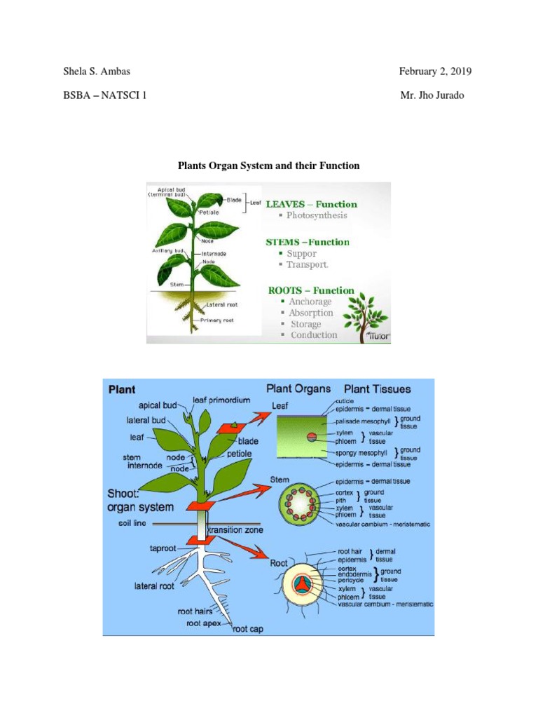 Plants Organ System and Their Function | PDF | Integumentary System | Skin