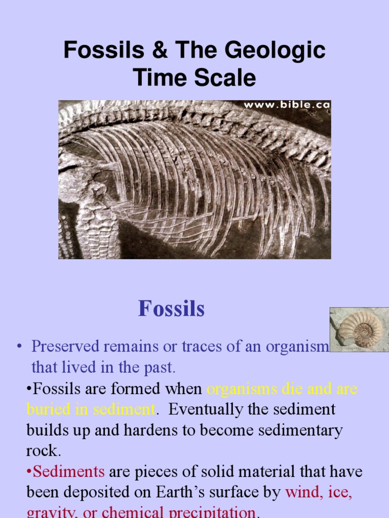 Fossils Geo Time | PDF | Fossil | Geologic Time Scale