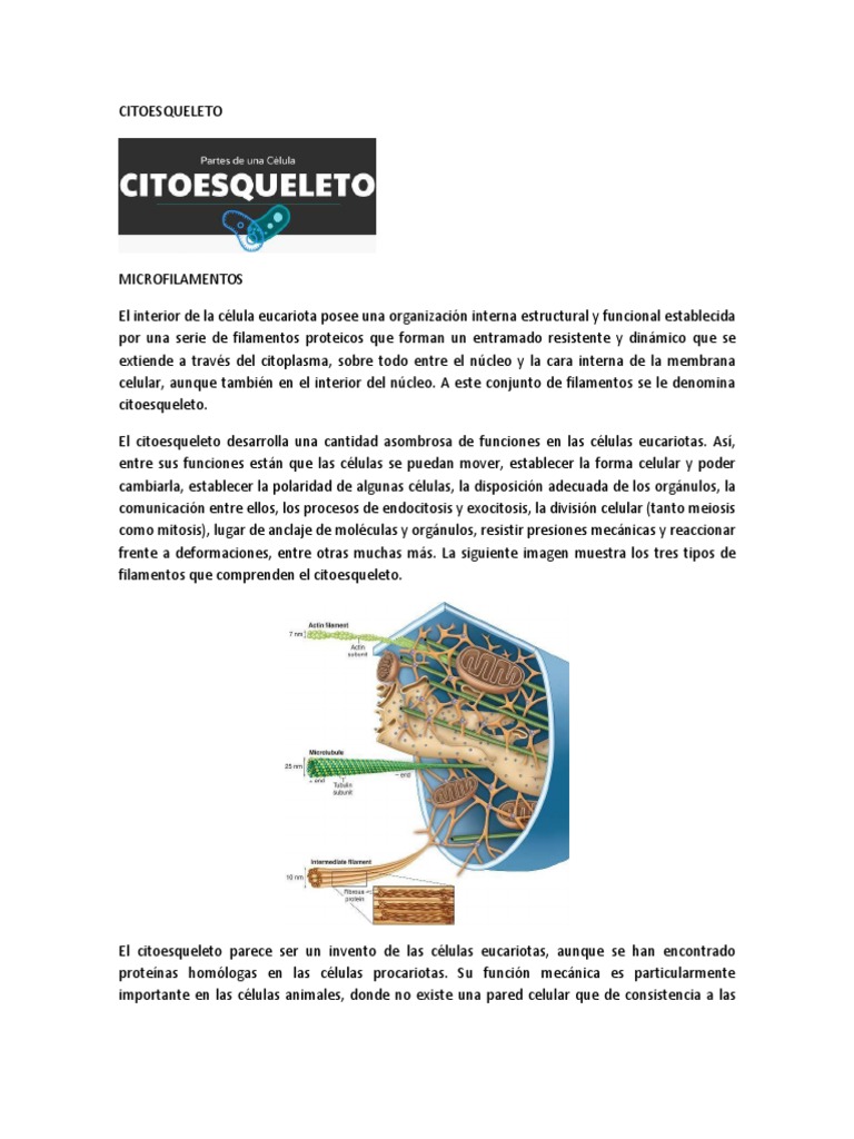 Microfilamentos y su función celular | PDF | Actina | Citoesqueleto