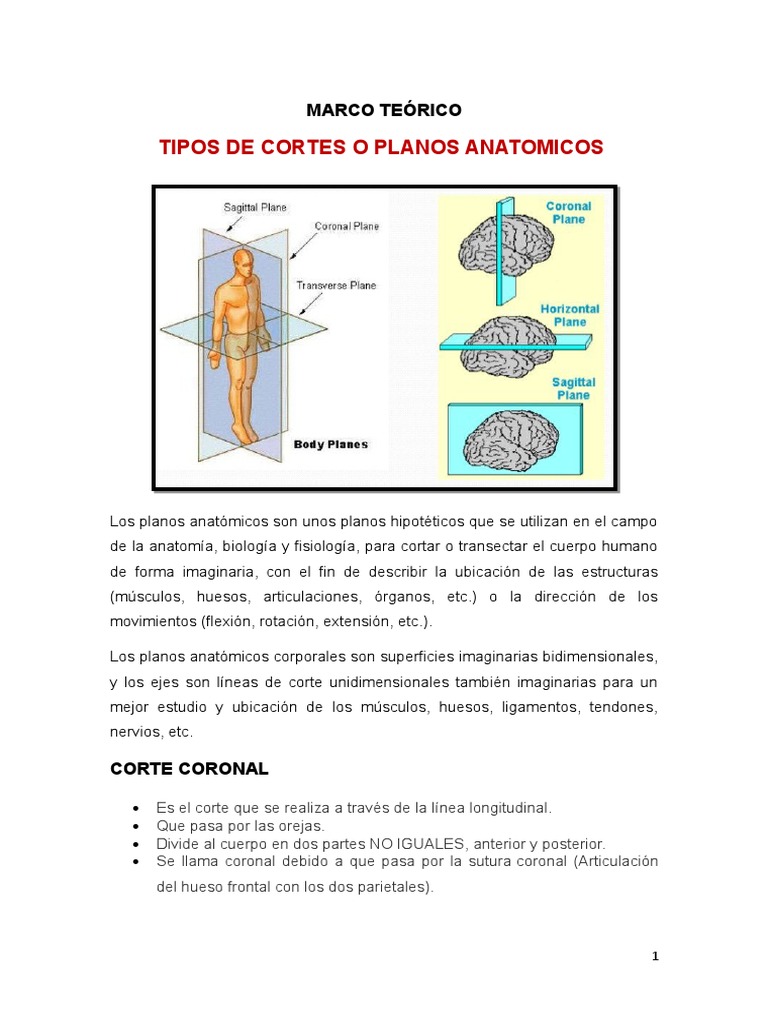 Cortes Anatomicos | Términos anatómicos de ubicación | Anatomía humana
