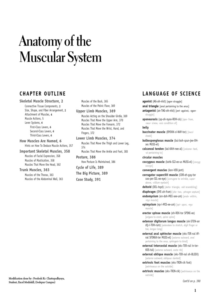 Anatomy of The Muscular System BW (Ch-10) | PDF | Skeletal Muscle ...