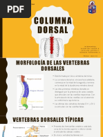 Grupo 4 D10 D11 D12 Terminado | PDF | Vértebra | Tórax