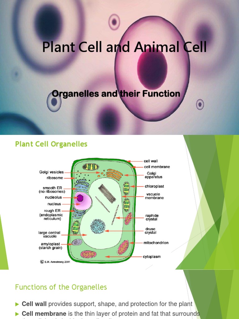 Plant Cell and Animal Cell | PDF | Endoplasmic Reticulum | Cytoplasm