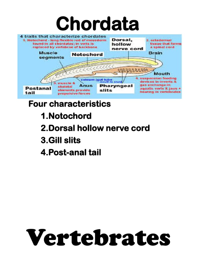 Chordata: Four Characteristics 1.notochord 2.dorsal Hollow Nerve Cord 3 ...