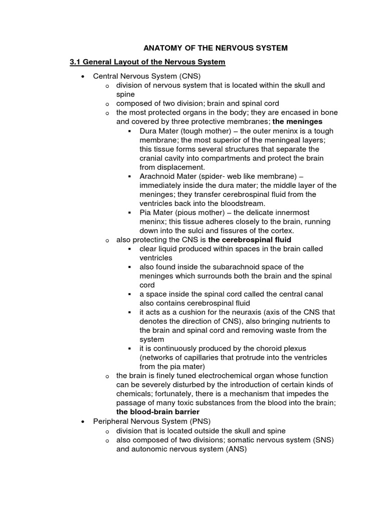 Anatomy of Nervous System | PDF | Neuron | Brainstem