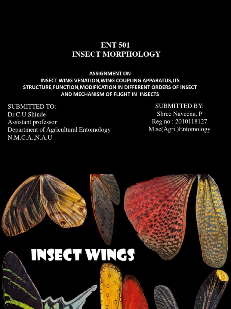 Insect Wing Venation and Coupling Mechanisms | PDF | Fly | Living Fossils